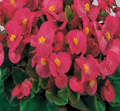 Super Olympia Rose Fibrous Begonia | Natorp's Online Plant Store