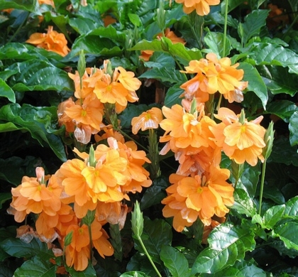 Orange Marmalade Crossandra | Natorp's Online Plant Store