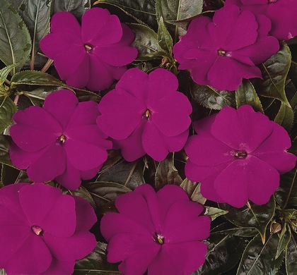 Divine Violet NG Impatiens | Natorp's Online Plant Store