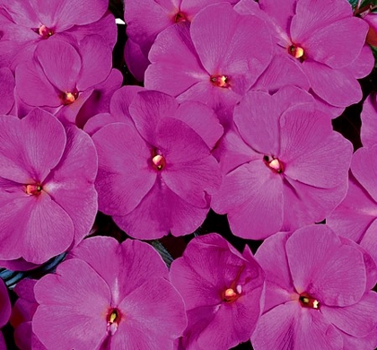 Sonic Amethyst NG Impatiens | Natorp's Online Plant Store