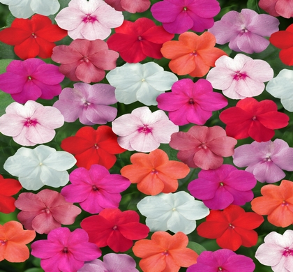 Elfin Clear Mix Impatiens | Natorp's Online Plant Store