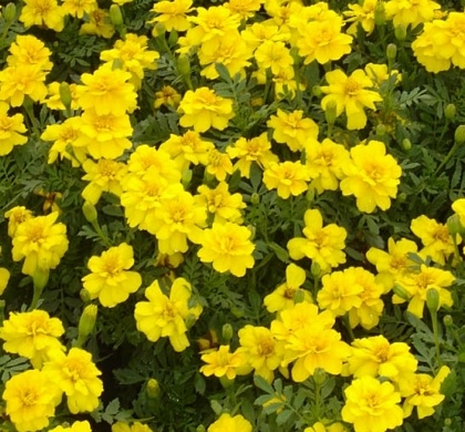 Durango Yellow Marigold | Natorp's Online Plant Store