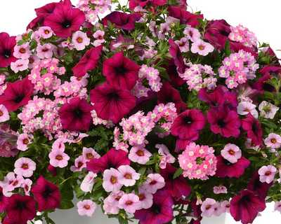 Cherry Kiss Trixi® Mix with spike | Natorp's Online Plant Store