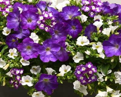 MixMasters™ Eye Caramba' Mixed Combinati | Natorp's Online Plant Store