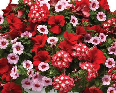 Trixi® Geisha Girl Mixed Combination | Natorp's Online Plant Store