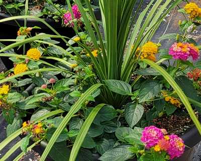 MixMasters™ Lucky Charm Mix w/ spike | Natorp's Online Plant Store