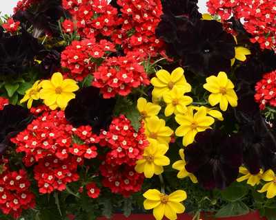 Trixi® Night Watch Mixed Combination | Natorp's Online Plant Store