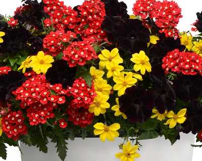 Night Watch Trixi® Mix with spike | Natorp's Online Plant Store