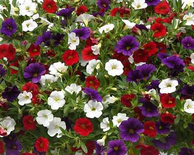 Trixi® 'Old Glory '22' Mix with spike | Natorp's Online Plant Store