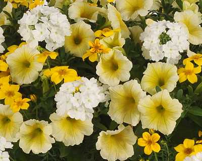 Trixi® 'Pop the Bubbly' with Thriller | Natorp's Online Plant Store