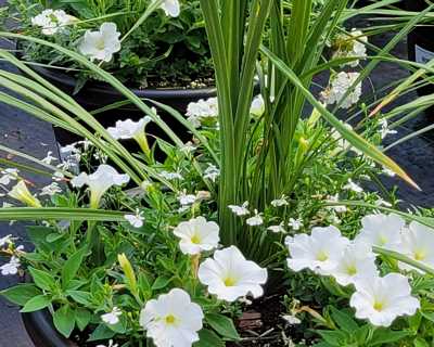 Trixi® Walk on a Cloud Mix with Thriller | Natorp's Online Plant Store