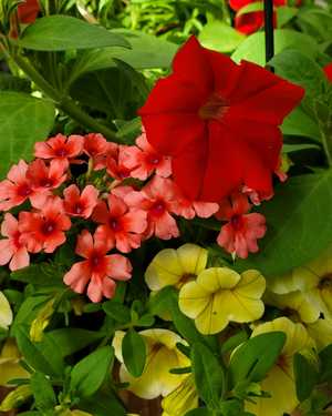 Trixi® Who Knew Orleans 22 Mix with Thr | Natorp's Online Plant Store