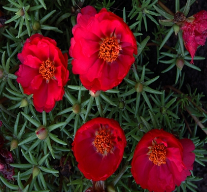 Happy Hour Deep Red Portulaca | Natorp's Online Plant Store