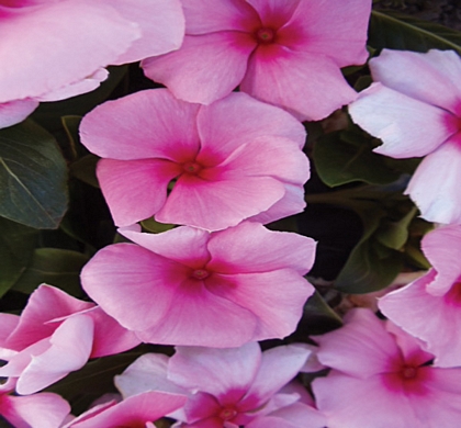 Cora Cascade XDR Strawberry Periwinkle | Natorp's Online Plant Store