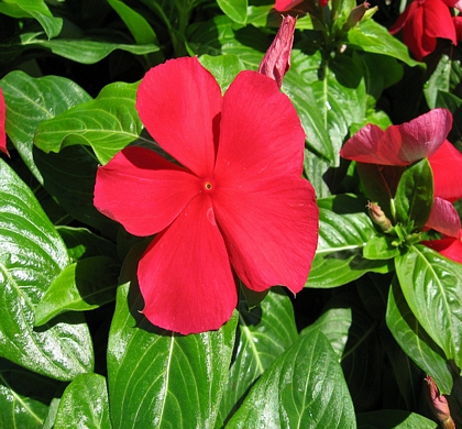 Titan Dark Red Periwinkle | Natorp's Online Plant Store