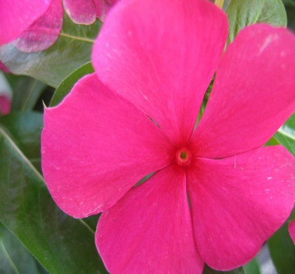 Titan Punch Periwinkle | Natorp's Online Plant Store