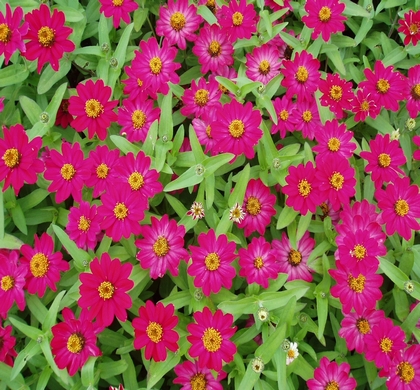 Profusion Cherry Zinnia | Natorp's Online Plant Store