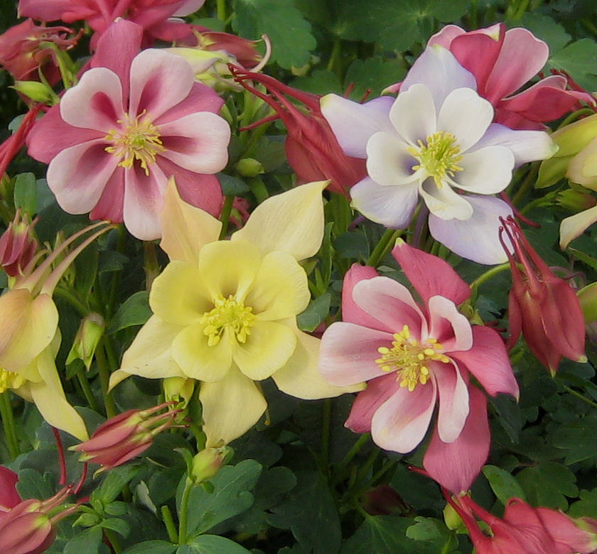 Kirigami™ Mix Columbine | Natorp's Online Plant Store
