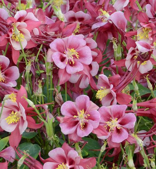 Songbird Cardinal Columbine | Natorp's Online Plant Store