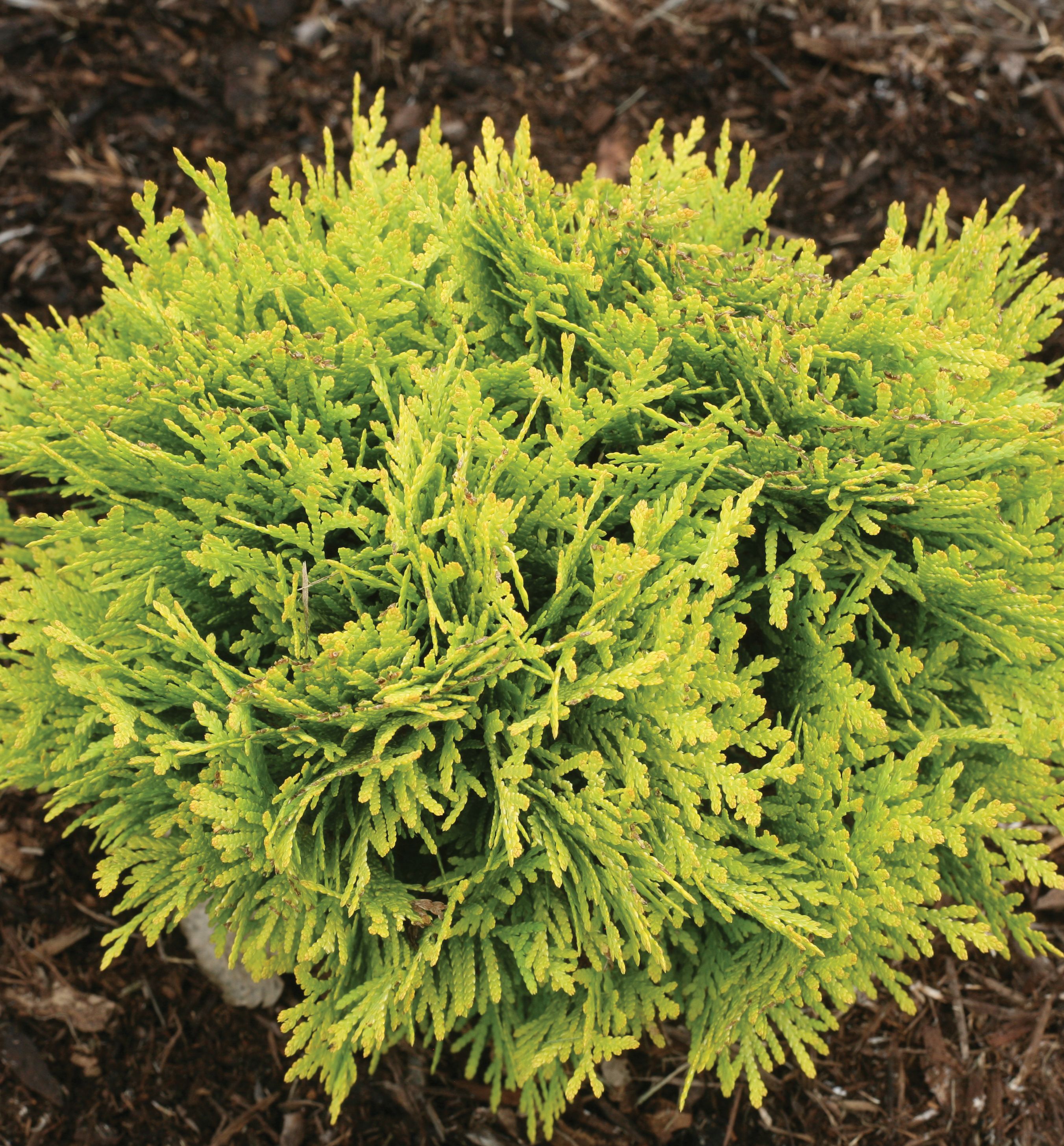 Anna's Magic Ball® Arborvitae | Natorp's Online Plant Store