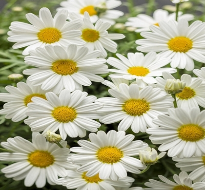 Pure White Butterfly® Marguerite Daisy | Natorp's Online Plant Store