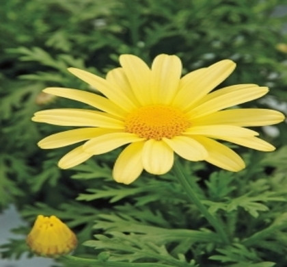 Beauty Yellow Marguerite Daisy | Natorp's Online Plant Store