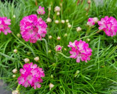 Splendens Sea Thrift, Sea Pinks | Natorp's Online Plant Store