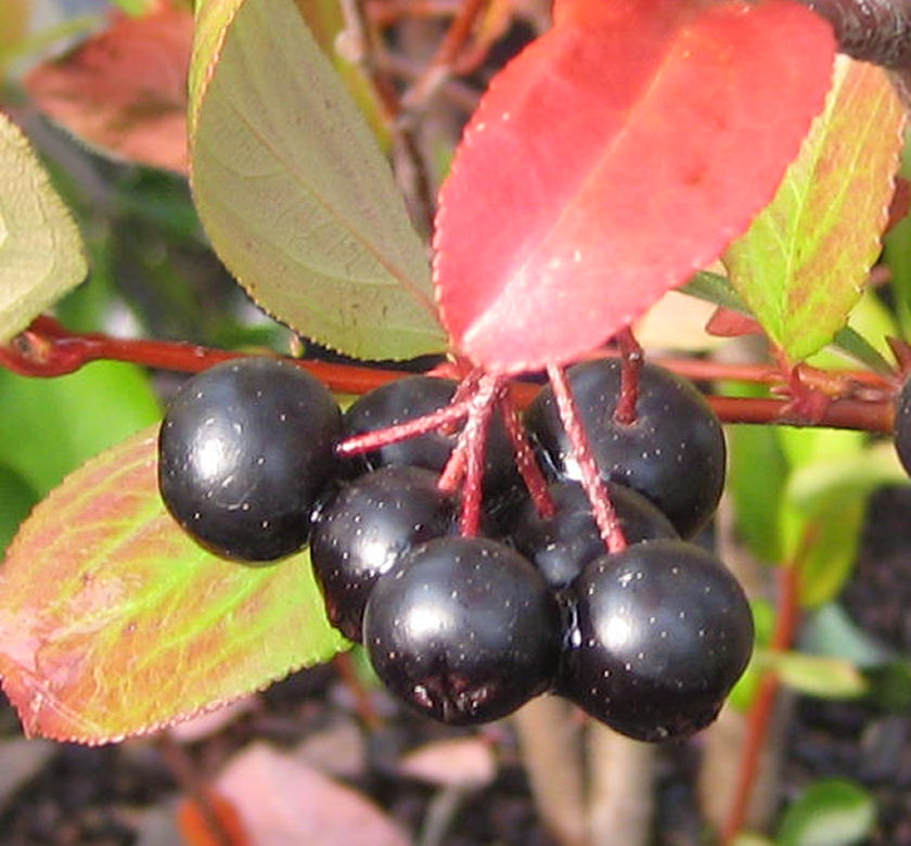Autumn Magic Black Chokeberry | Natorp's Online Plant Store