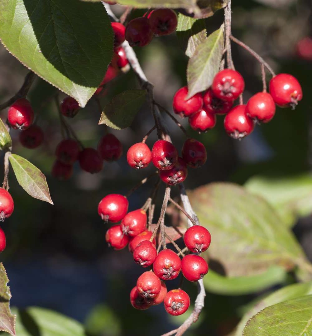 Brilliantissima Red Chokeberry | Natorp's Online Plant Store