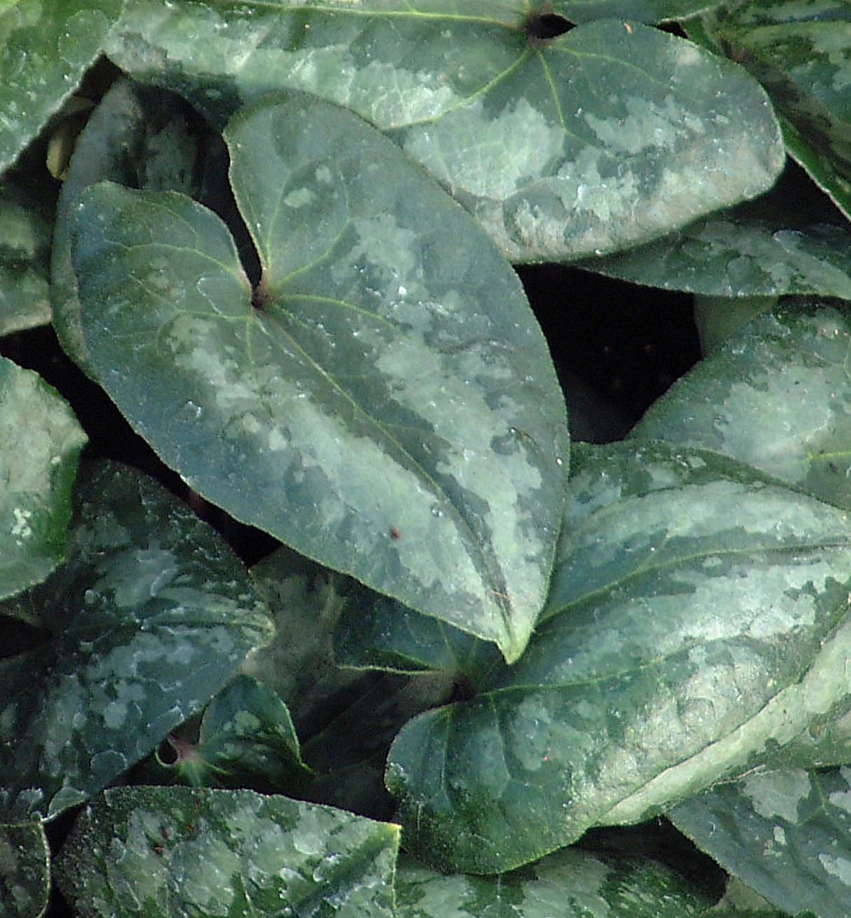 Chinese Wild Ginger | Natorp's Online Plant Store