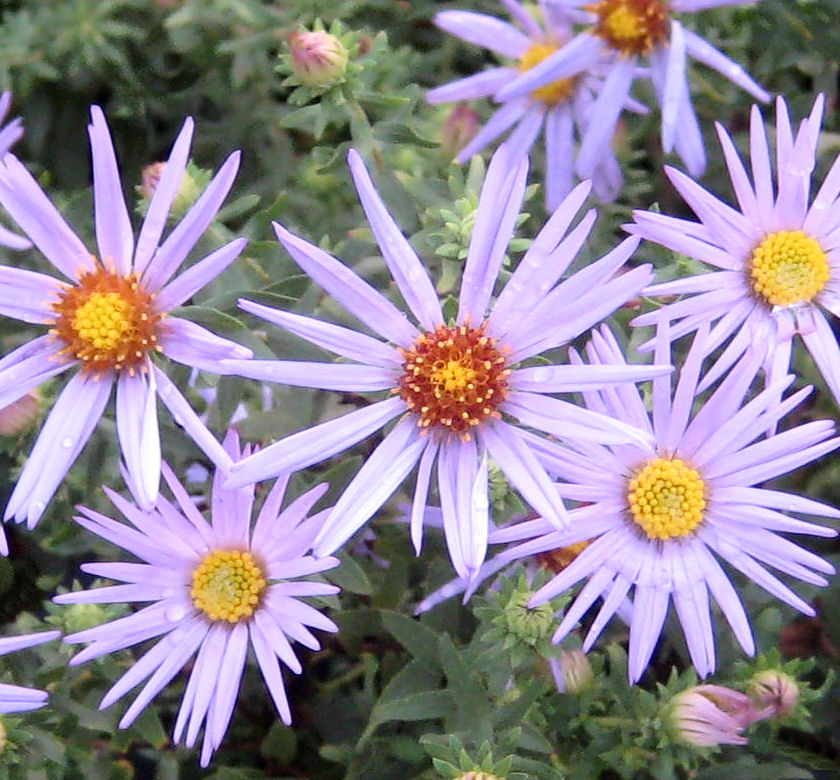 Raydon's Favorite Aster | Natorp's Online Plant Store