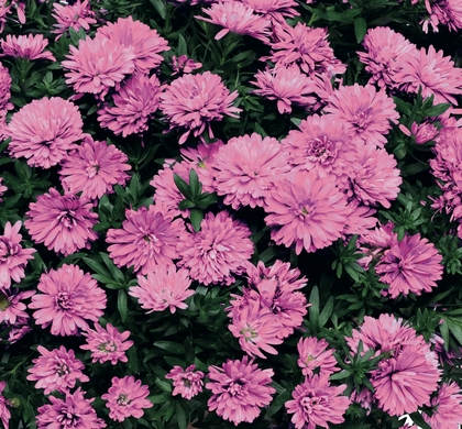 Henry™ I Pink Aster | Natorp's Online Plant Store