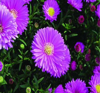 Magic Pink Aster | Natorp's Online Plant Store