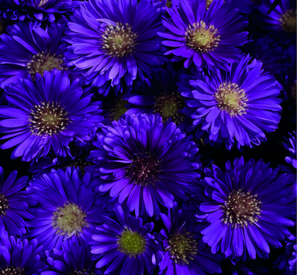 Magic Purple Aster | Natorp's Online Plant Store