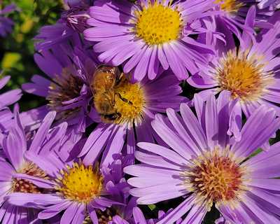 Wood's Light Blue Aster | Natorp's Online Plant Store