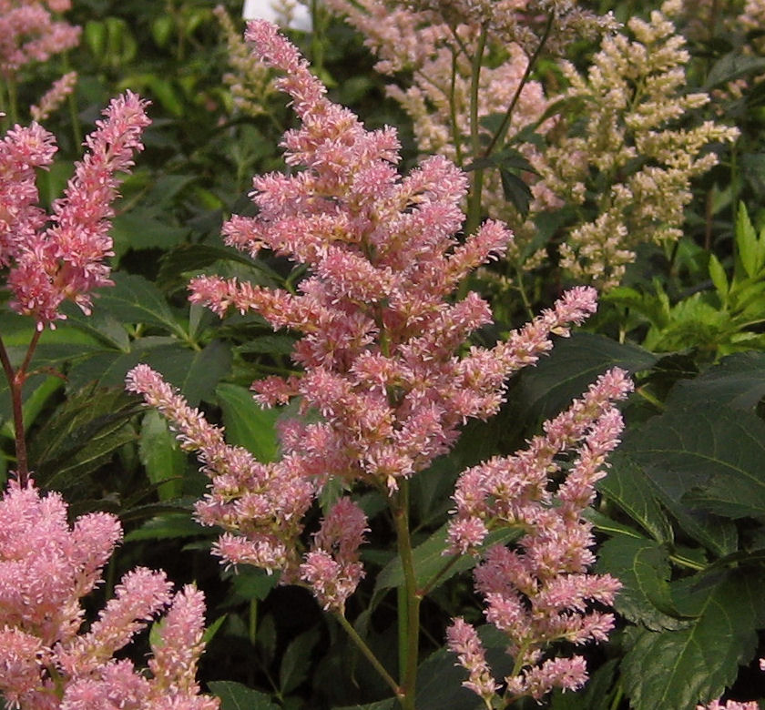 Peach Blossom Astilbe | Natorp's Online Plant Store