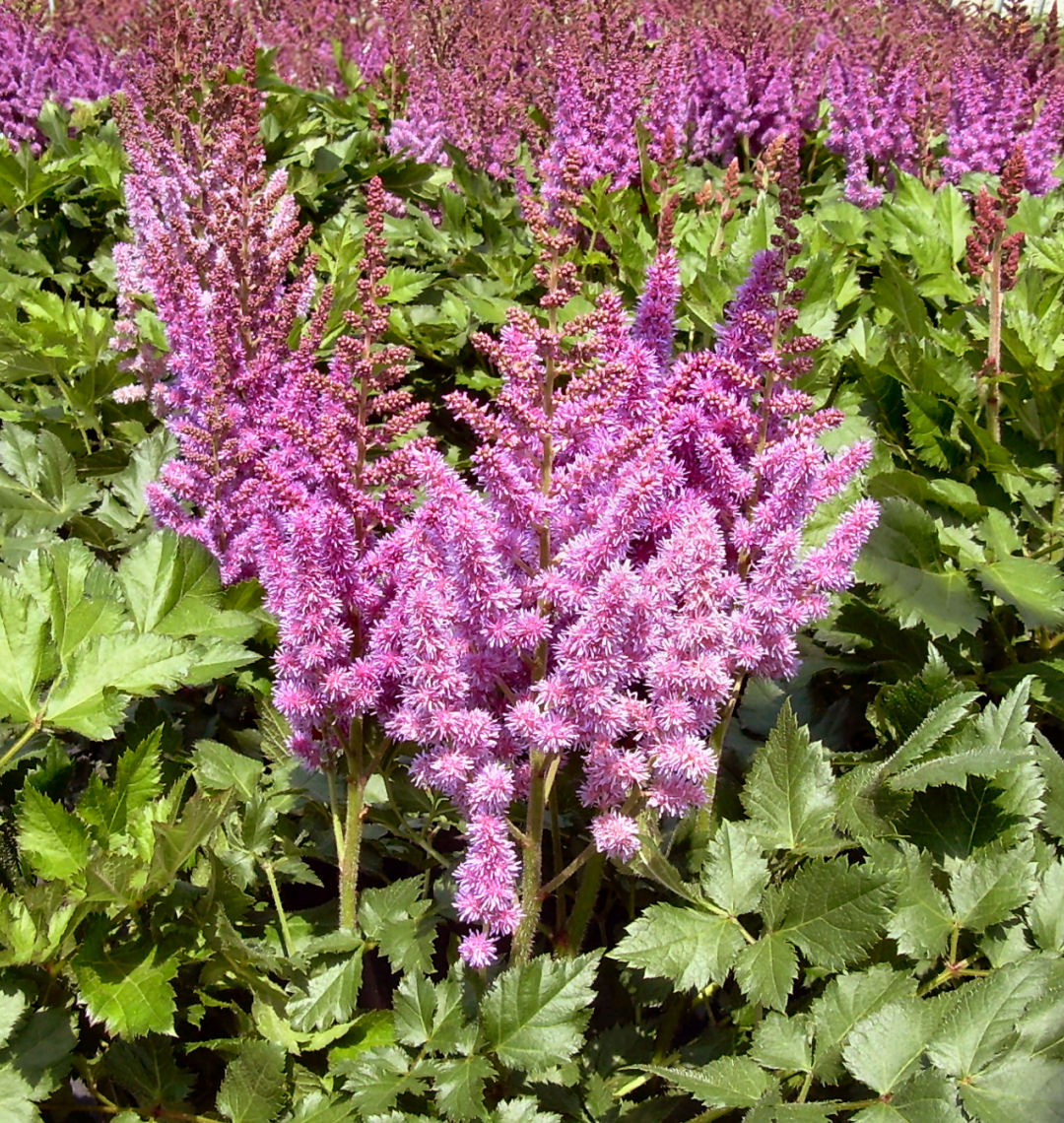 Visions Astilbe | Natorp's Online Plant Store