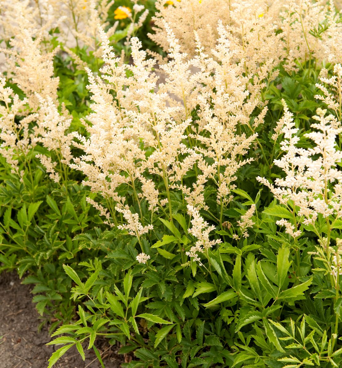 Snowdrift Astilbe | Natorp's Online Plant Store