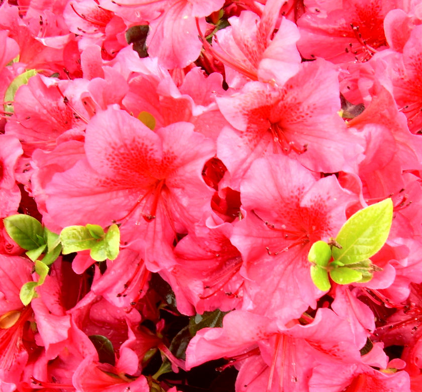 Girard Crimson Azalea | Natorp's Online Plant Store