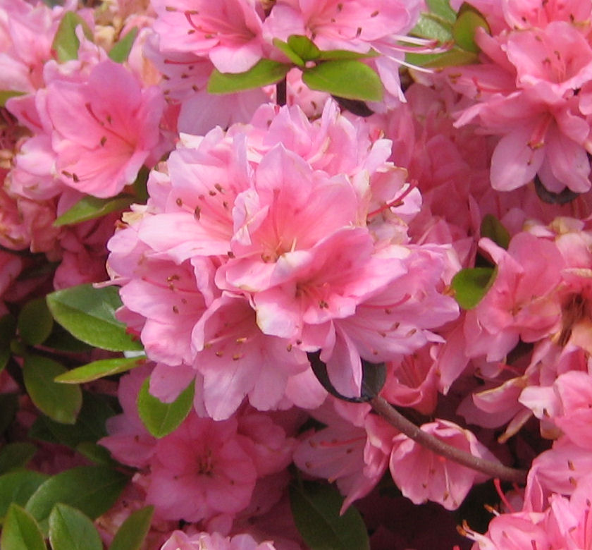 Tradition Azalea | Natorp's Online Plant Store