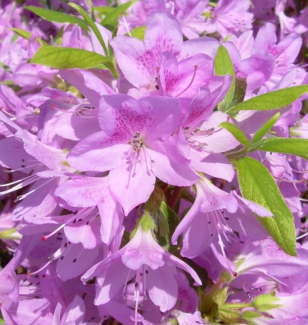 Compact Korean Azalea | Natorp's Online Plant Store