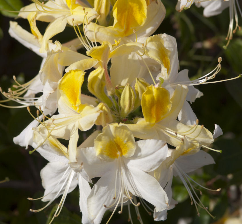 Northern Hi-Lights Azalea (Wh/Yellow) | Natorp's Online Plant Store