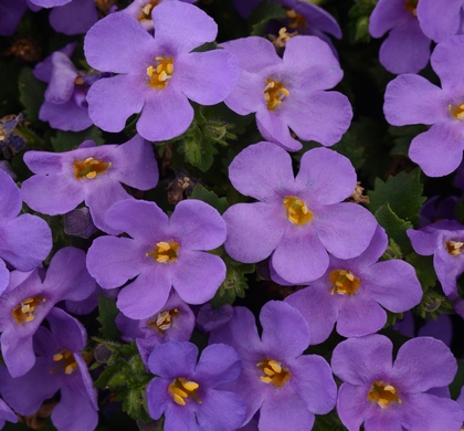 MegaCopa Blue Imp Bacopa | Natorp's Online Plant Store