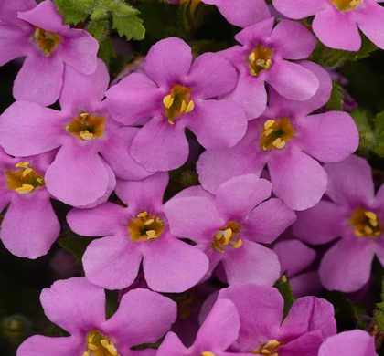 MegaCopa Pink Bacopa | Natorp's Online Plant Store