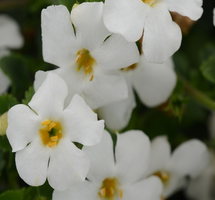 MegaCopa White Bacopa | Natorp's Online Plant Store