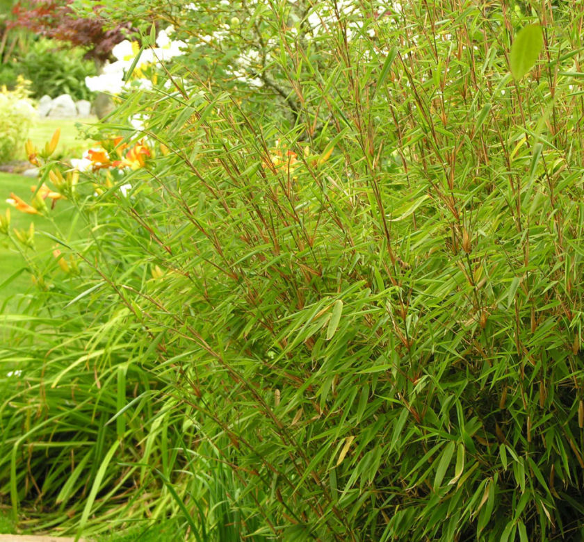 Rufa Clumping Bamboo | Natorp's Online Plant Store