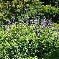 False Indigo | Natorp's Online Plant Store