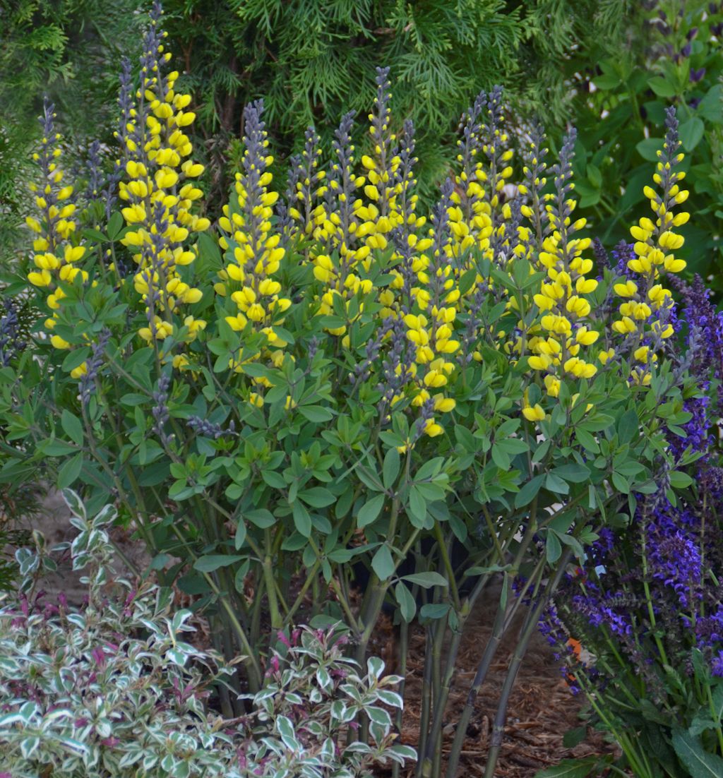 Lemon Meringue False Indigo | Natorp's Online Plant Store