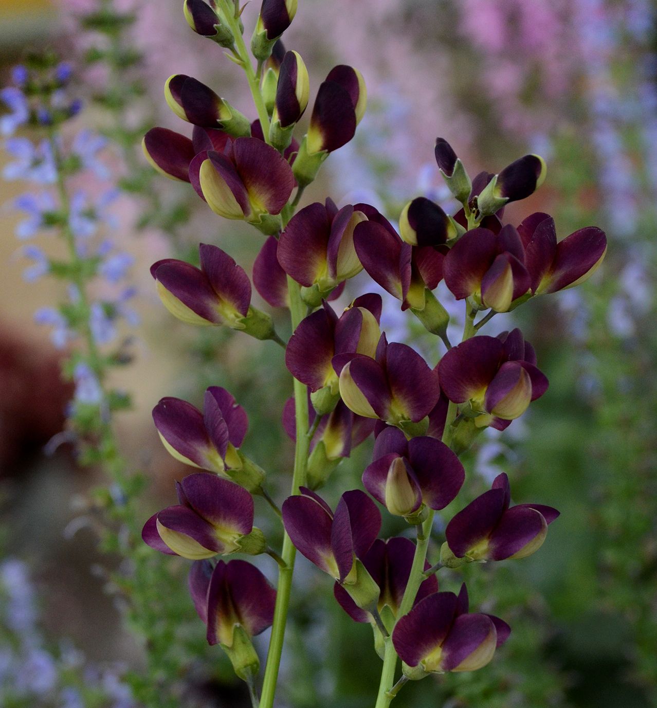 Grape Escape False Indigo | Natorp's Online Plant Store