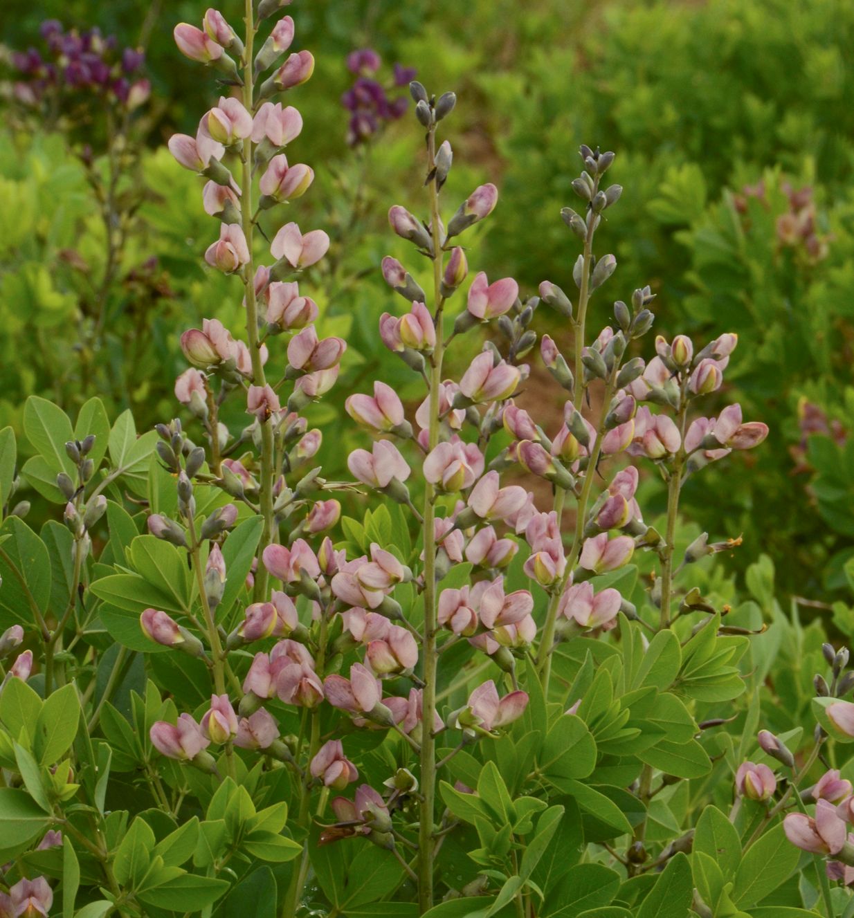 Pink Truffles False Indigo | Natorp's Online Plant Store